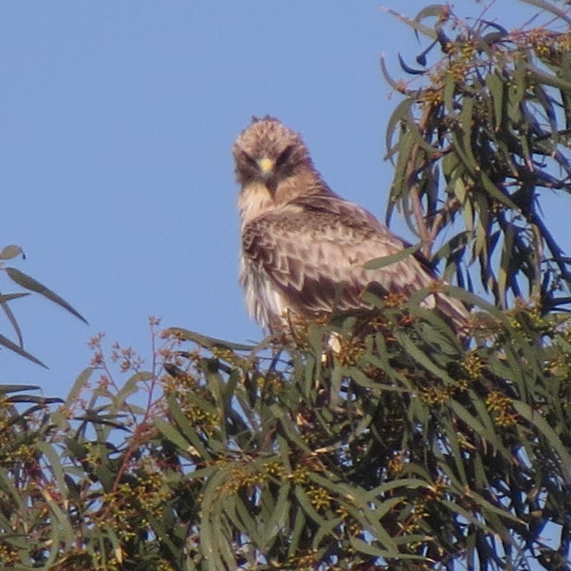 Birding Axarquia: El Fondo with the Arboleas Bird Group