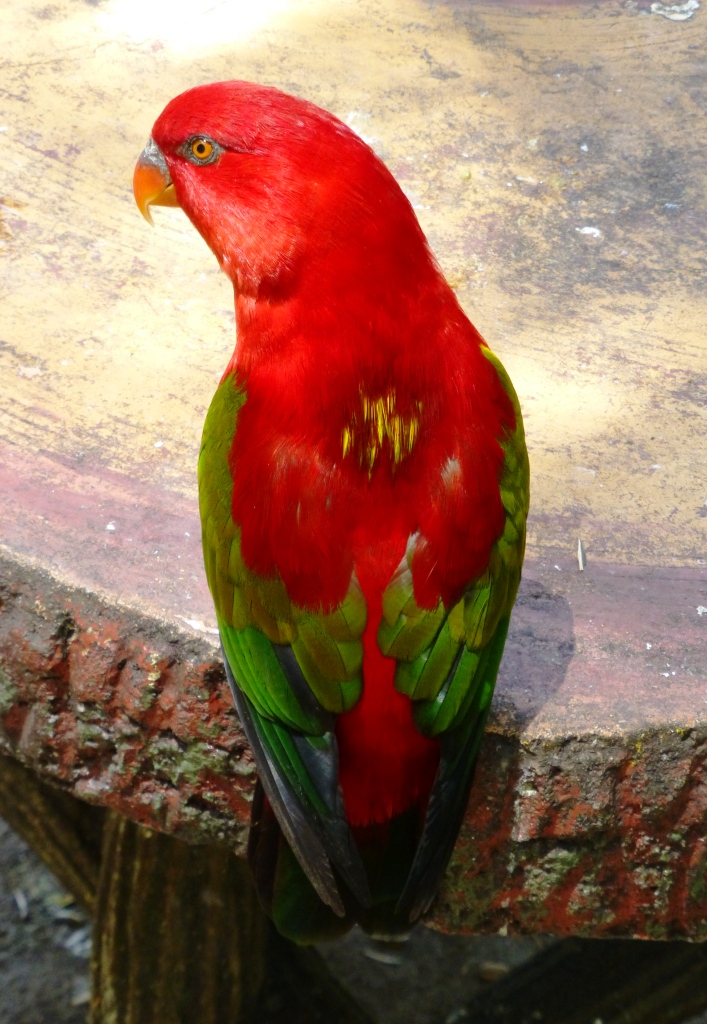 Travels of a Danventurer as a Young Man: Kuala Lumpur Bird Park