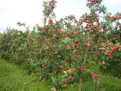 Como plantar maçã Cultivar Plantas Como Plantar
