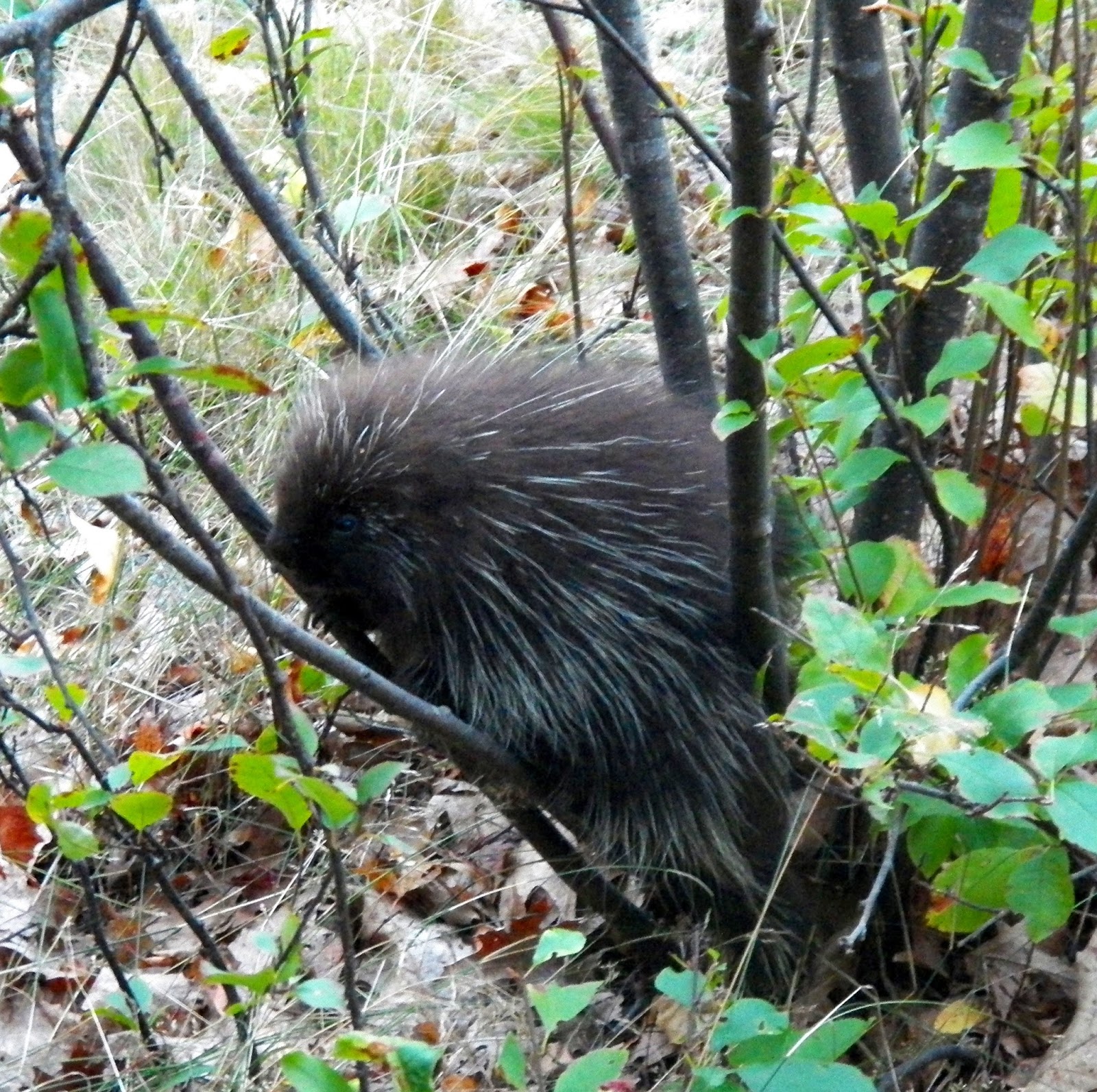 ABANDONED TRAILS OF ACADIA NATIONAL PARK: THE BEAR CAVE OF CHAMPLAIN ...