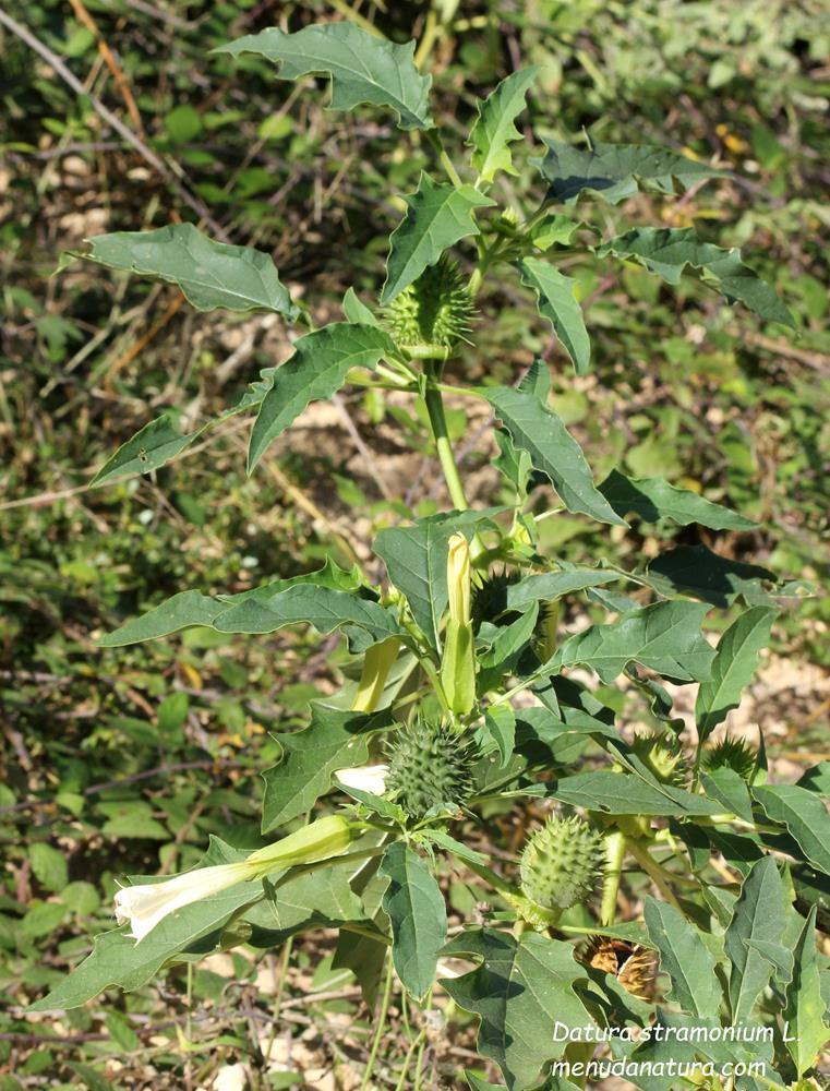 Menuda Natura: Datura stramonium L.