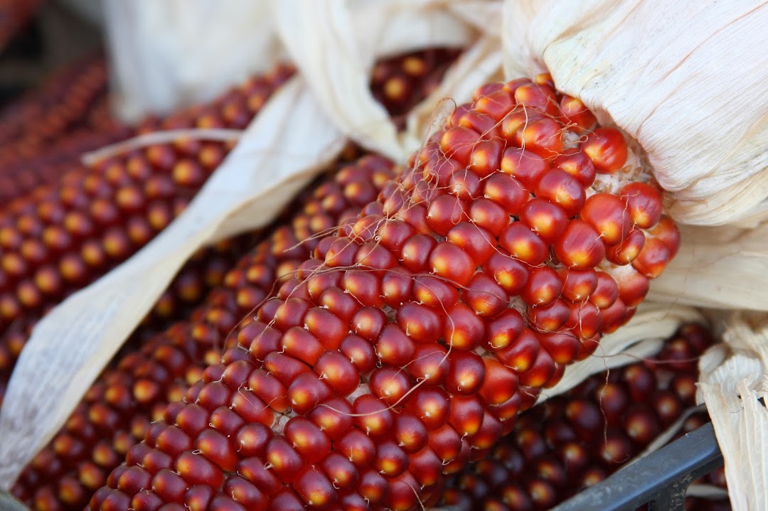 Floriani Red Flint Corn: o melhor milho norte americano pra fazer polenta!