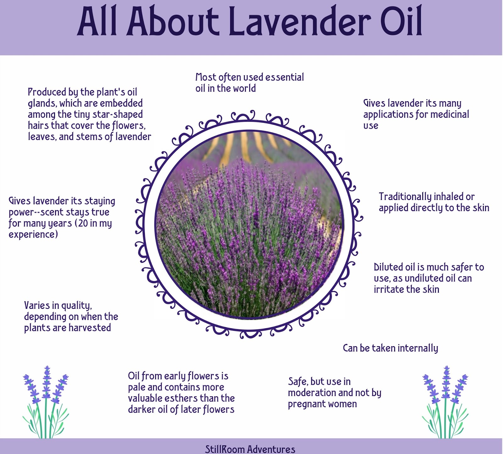 Lavender--The Ultimate Guide