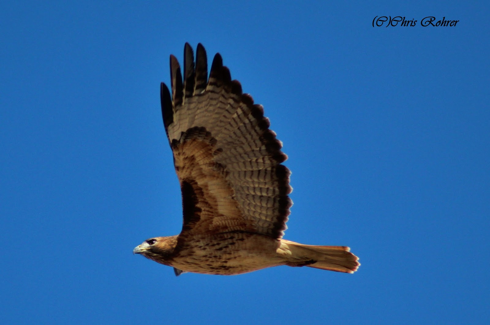 Las Aventuras: Reliable Tucson Birds