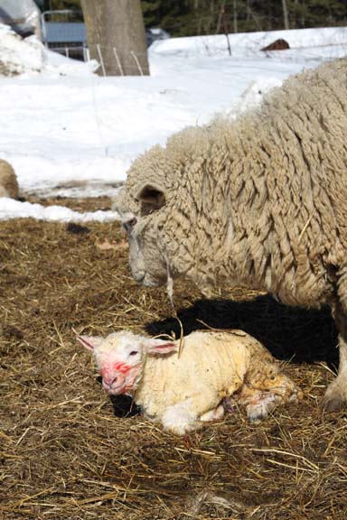 Getting Stitched on the Farm: Barn Chores