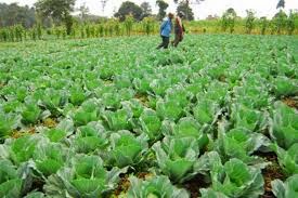 KANUNI ZA KILIMO HAI - Kilimo Hai