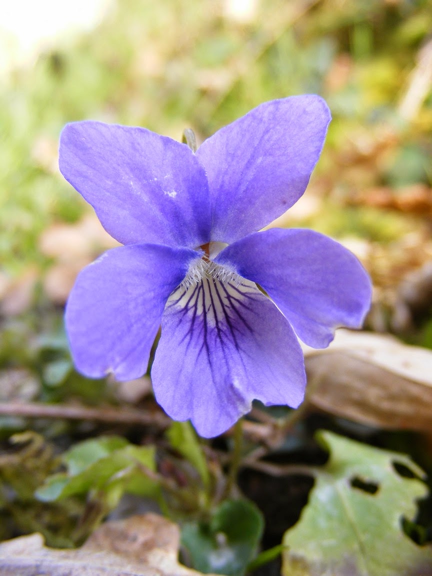 Les rêveries d'Hildegarde: La violette