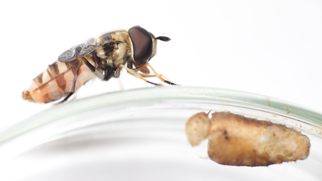 ムシをデザインしたのはダレ？: ヘリヒラタアブ Didea alneti ( FALLEN, 1817 )