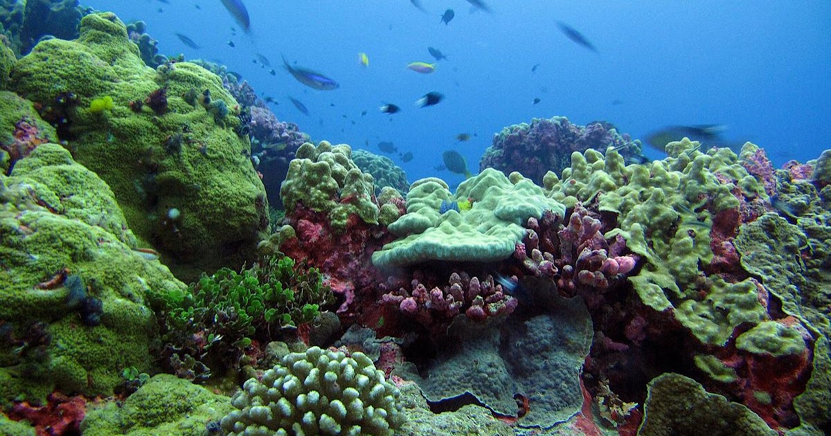 MENGENAL TERUMBU KARANG