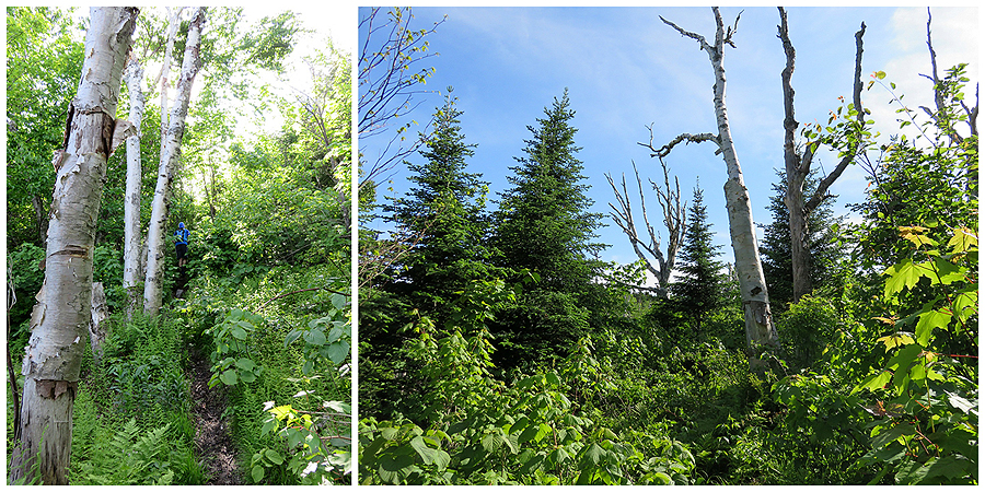 Hiking in the White Mountains: Mahoosuc Range Traverse