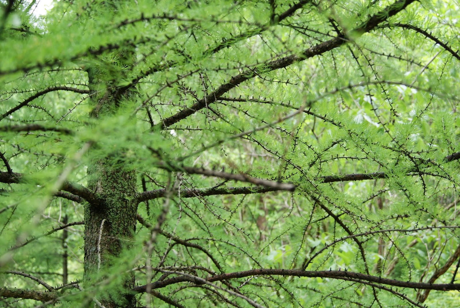 Creators Garden: Tamarack