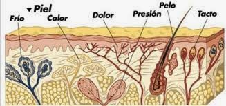 Laboratorio de ciencias: La ciencia de los sentidos (P.6)