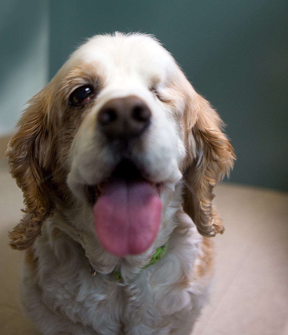 Shelter Dogs of Portland: "JACK" loving older Cocker Spaniel