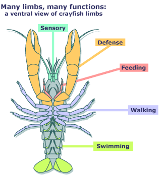 Generations of Arthropods: Characteristic of arthropods