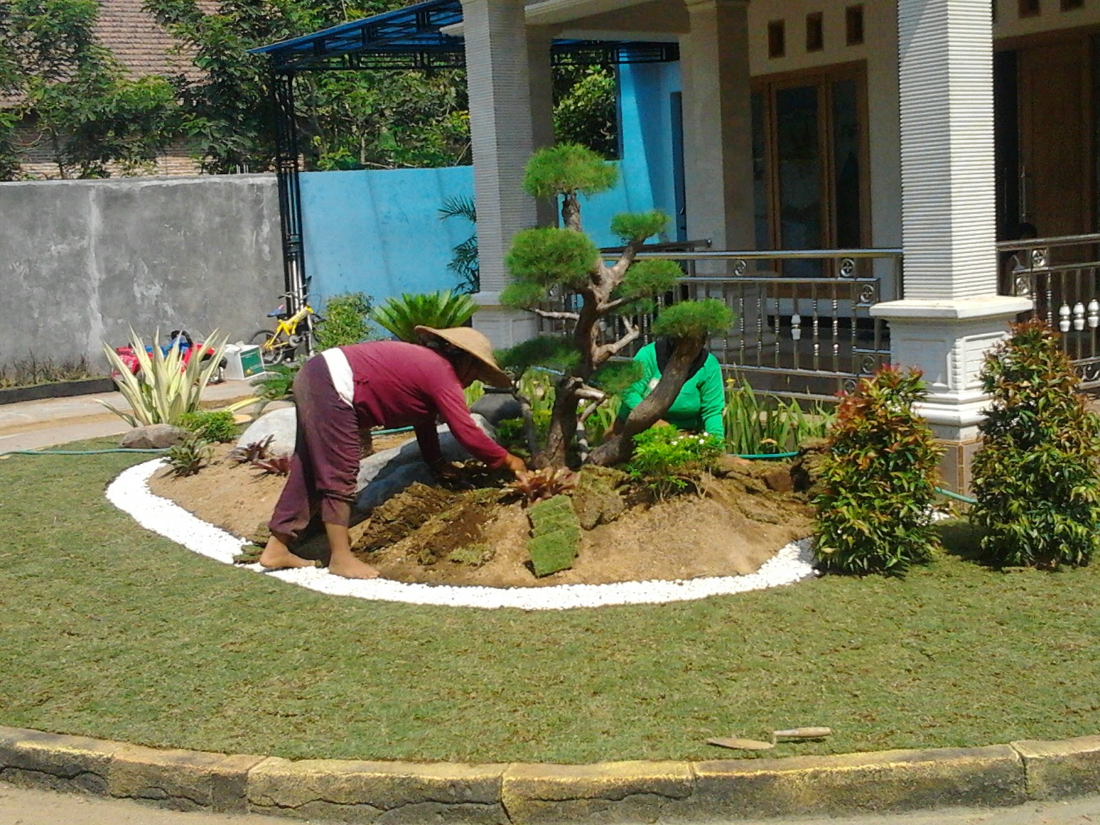 MENANAM RUMPUT SWISS MUDAH JULI TAHUN 2022 ~ JUAL RUMPUT TAMAN DAN ...