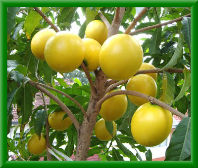 All Fruits in the World: Abiu Fruit [ emperor's golden fruit ]