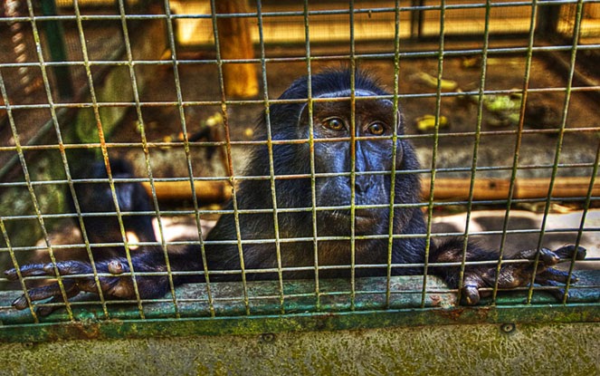 Bali Blog Weekly - Ubud - Bali - Indonesia: Tasikoki Wildlife Rescue Center