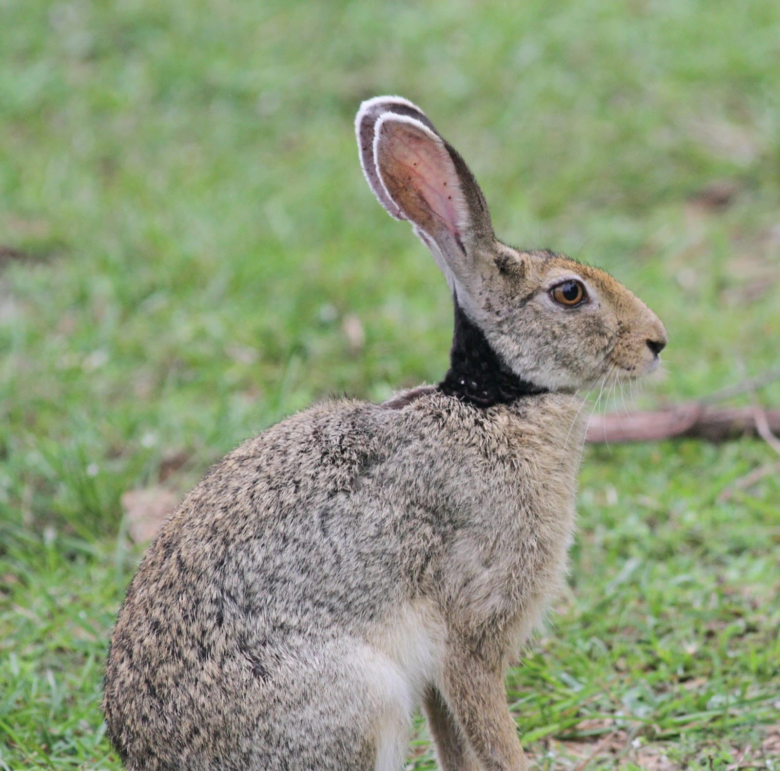 Simon and Karen Spavin: Sri Lanka