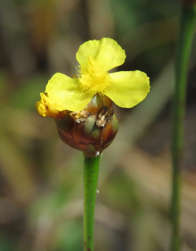 Birdernaturalist: 2017