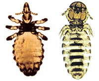 Horse Life and Love: All About ... Lice