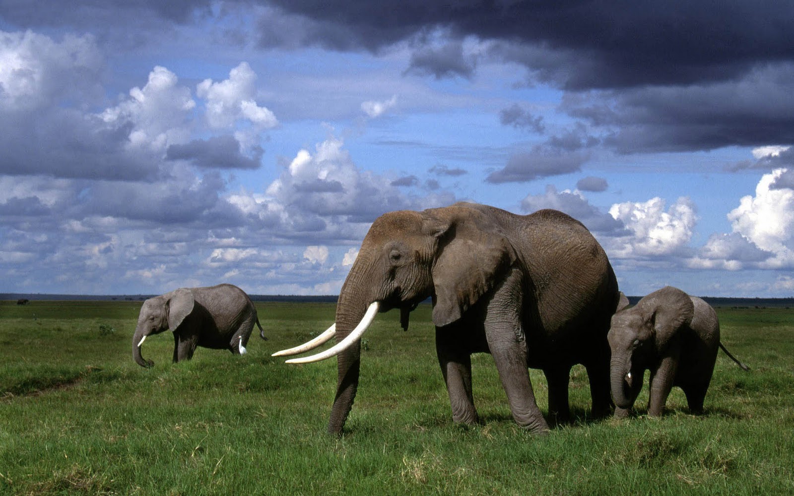 Olifanten Achtergronden
