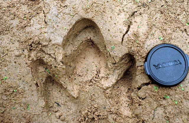 Taxonomic Collections: Making plaster casts of mammal tracks