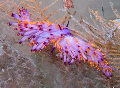 wild shores of singapore: Beting Bronok is alive!