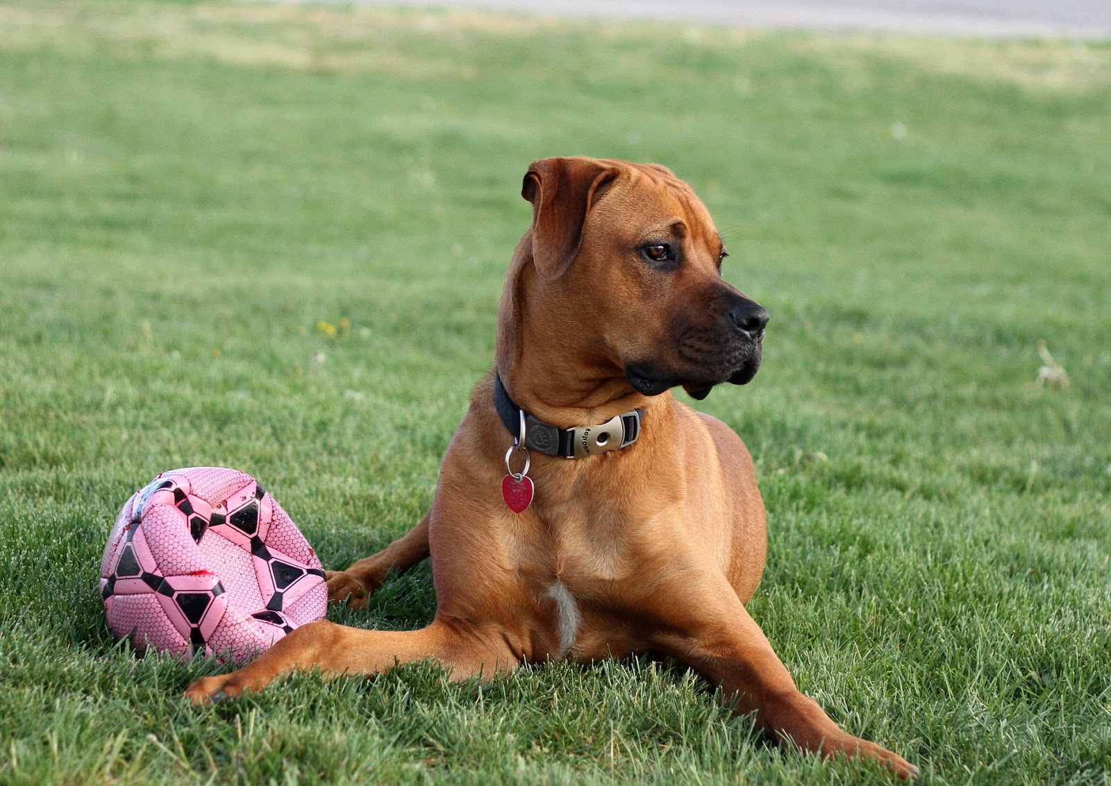 Diesel- The Boxweiler