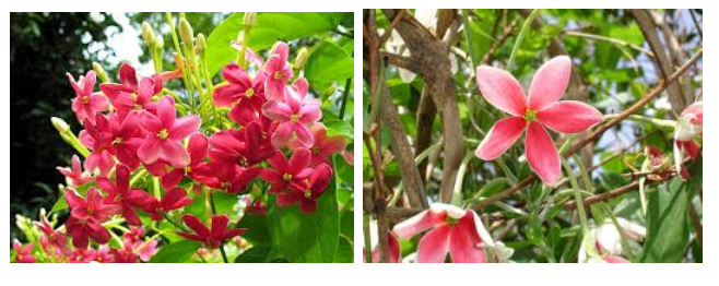 Niyog Niyogan Health Benefits