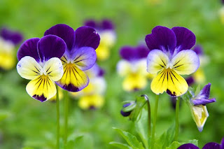 Staghorn NYC blog: 15 Flowers You Can Eat