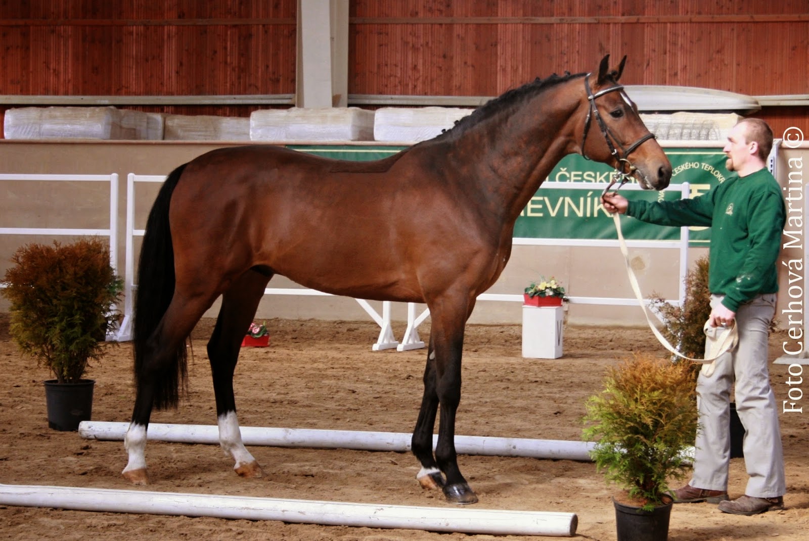 Dnešní téma: Lantino