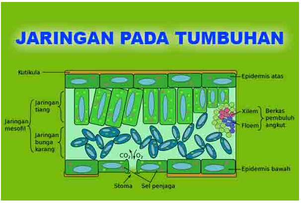Makalah Struktur dan Fungsi Jaringan Tumbuhan Terlengkap - TEGUH NGENOLZ
