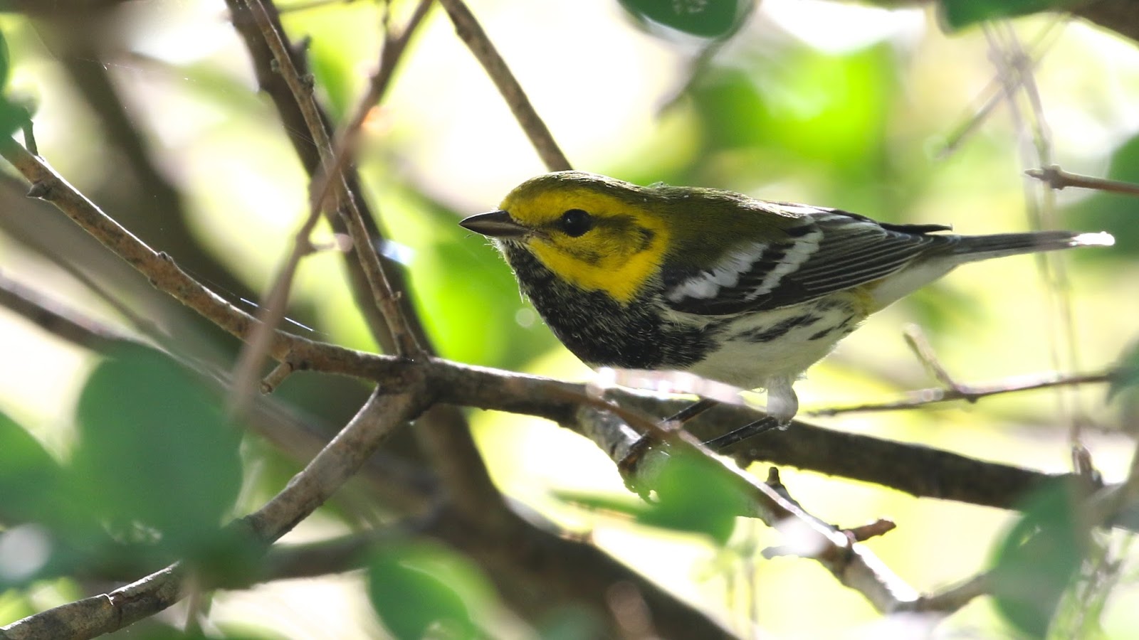 Black-throated green warbler.