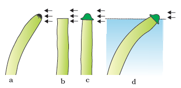 Ratna Dewi Wulaningsih: TANAMAN