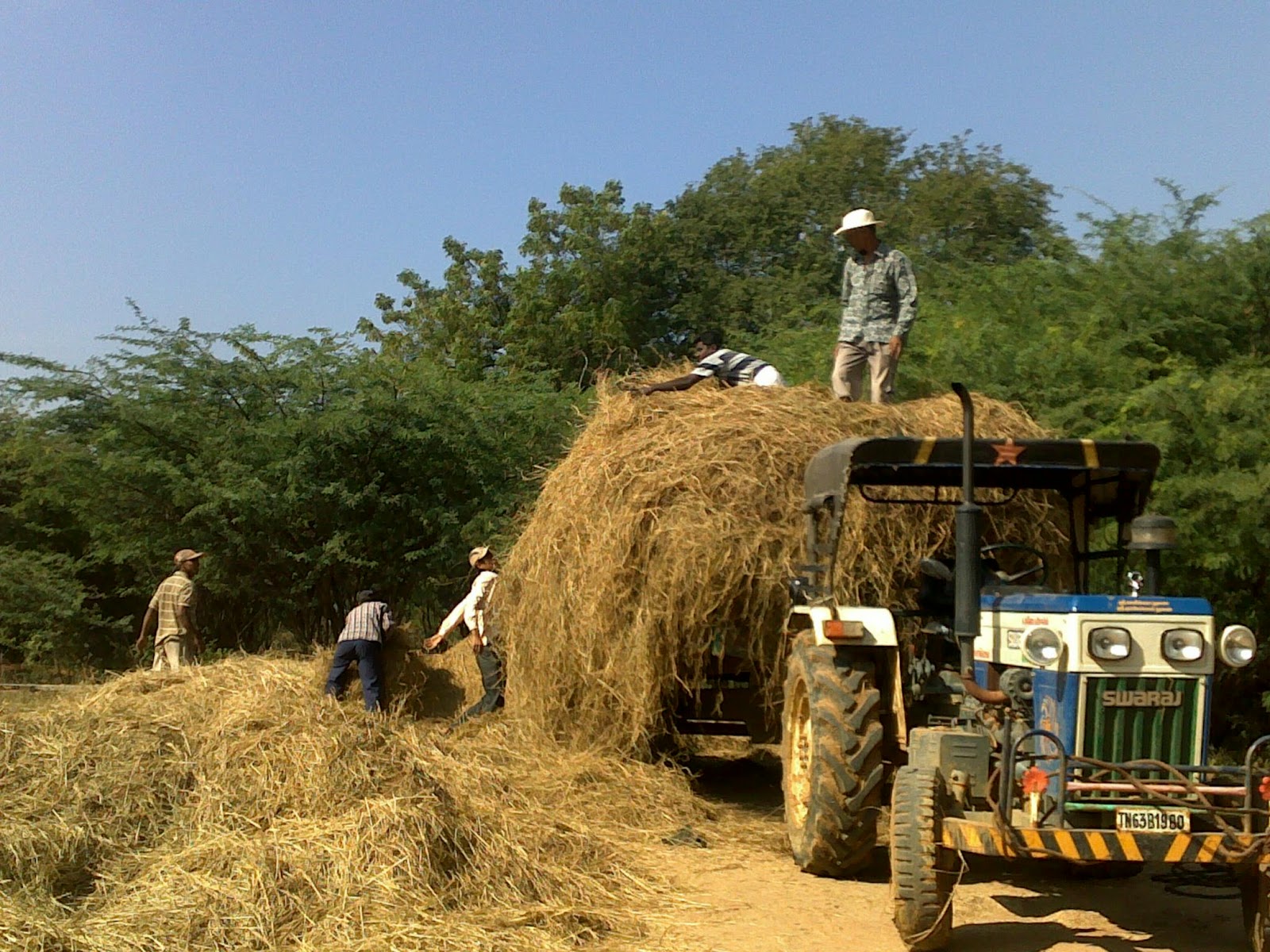 Techie2Aggie: Making some in-house organic Manure: Paddy Waste