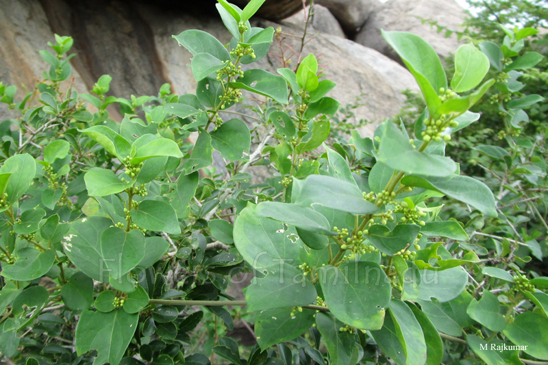 Gymnema sylvestre - Sugar destroyer - Flowers of Tamilnadu