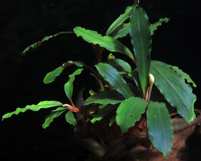 endemic plants: Bucephalandra sp. Silky Blue 1, Daerah Malawi