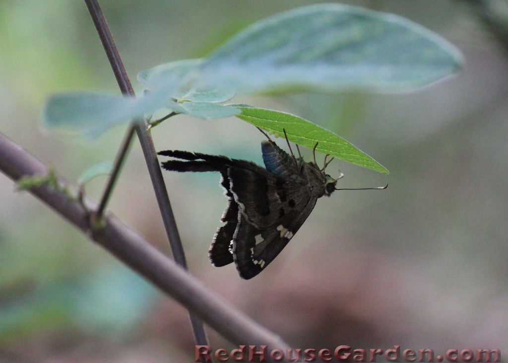Red House Garden: Beggar Lice and Treasure Hunts