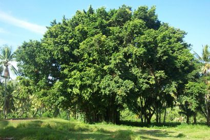 About India(Bharathdesh): National Symbols Of INDIA