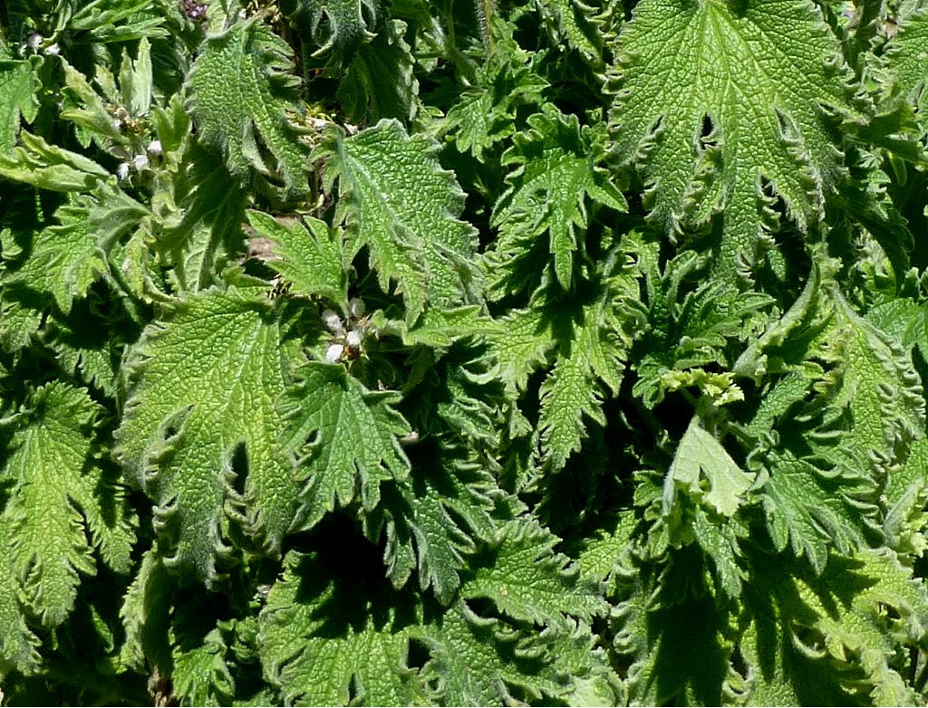 Seminte si plante de gradina hobby: Talpa gastei-Leonurus cardiaca ...