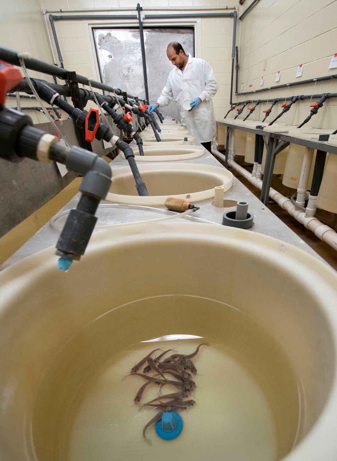 CVM News and Events: MSU to lead new USAID Feed the Future Innovation ...