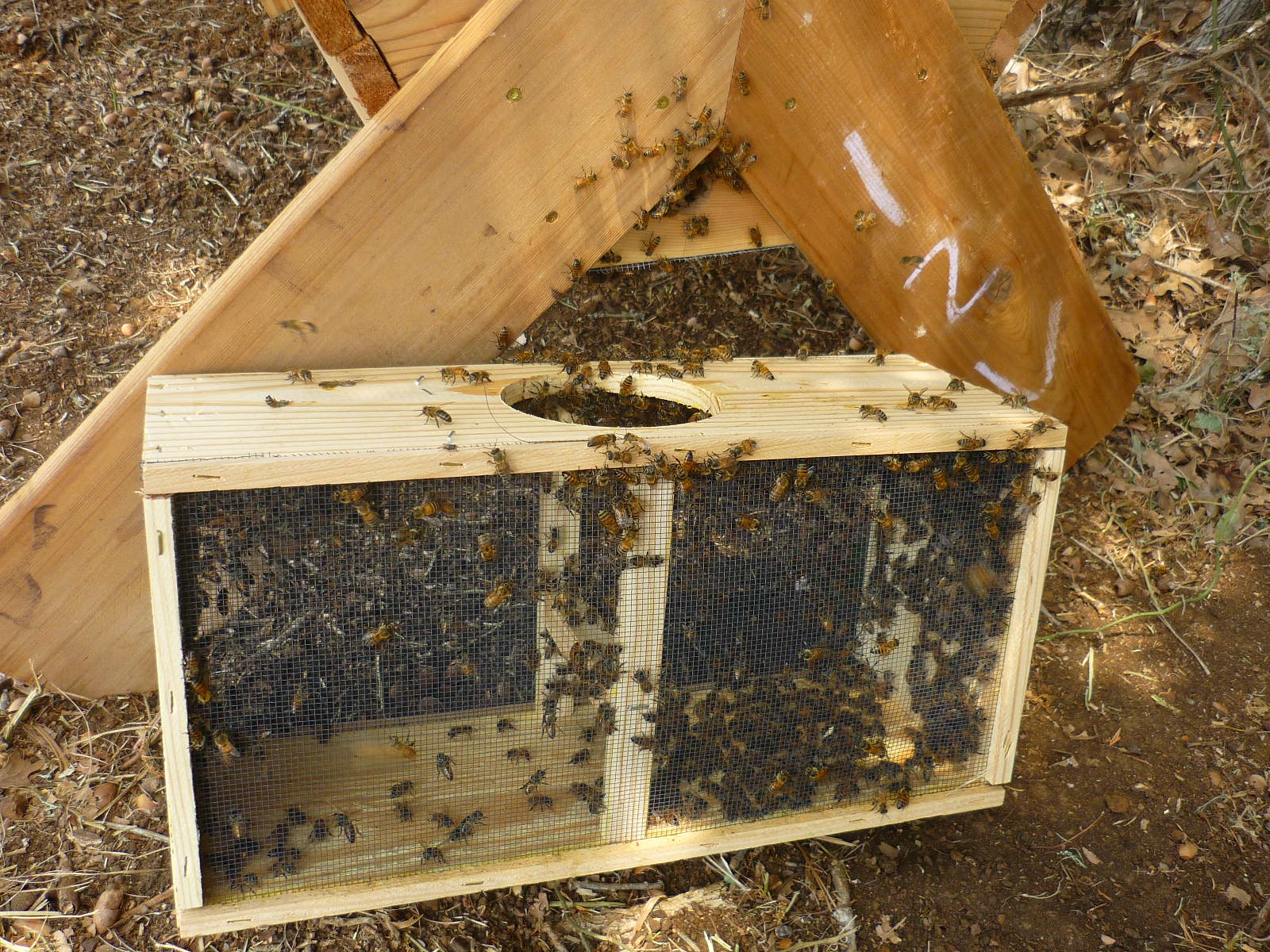 Lehmann Beekeeping and Apiary