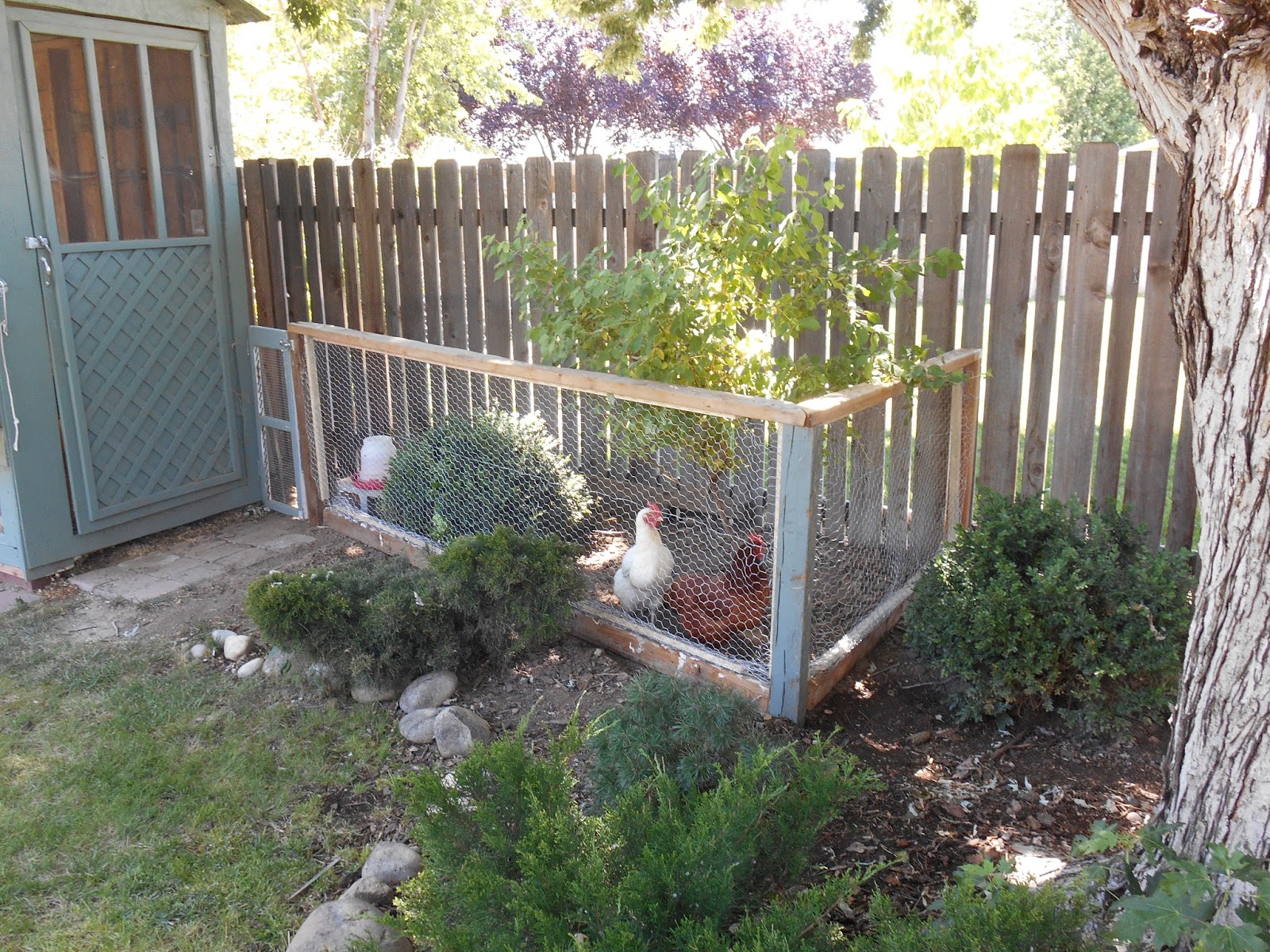 Little Homestead In Boise : Our Little Homestead Layout Overview ...