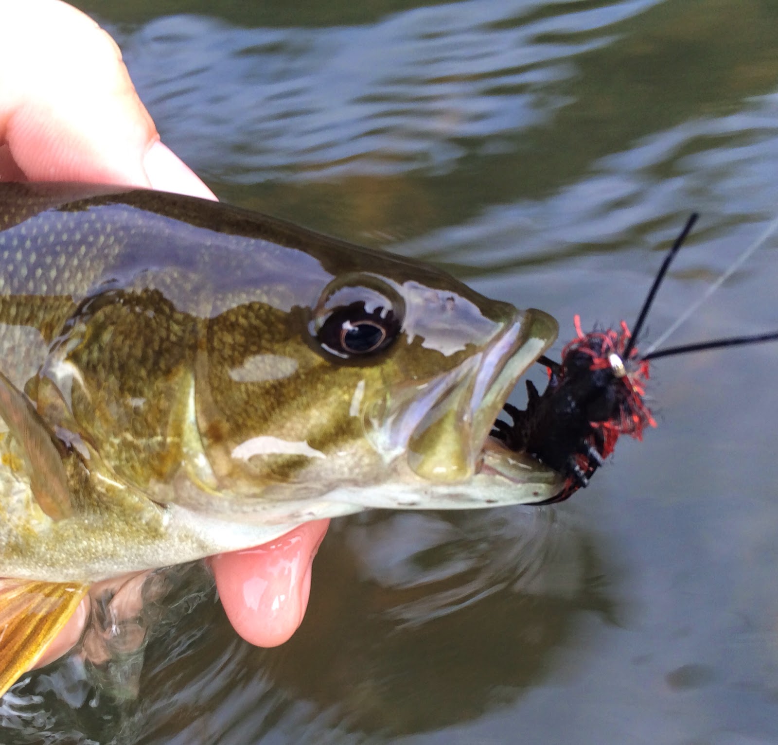All Things Fly Fishing : Featured Fly - Taramite Hellgrammite