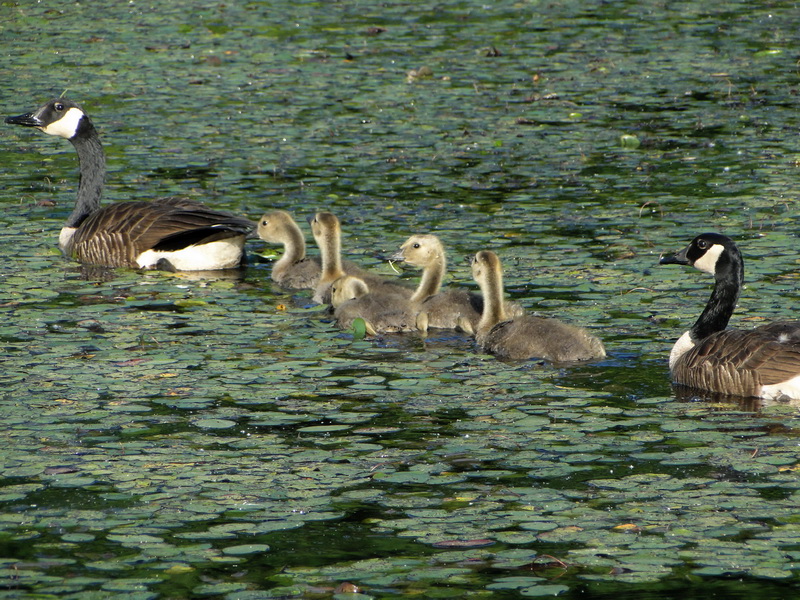Birding Is Fun!: The Family Life of Canada Geese