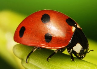 A Farmgirl's View: Ladybugs vs. Imposters...