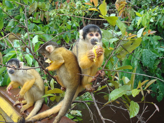 La Riqueza de la Flora y Fauna en Bolivia: la flora y fauna en bolivia