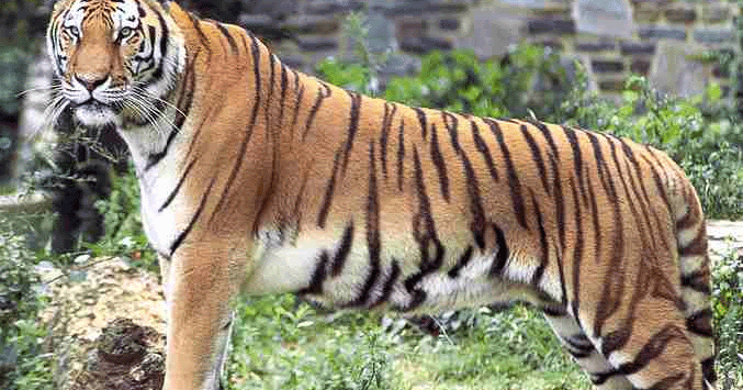 Bengal Tiger Conservation: Basics on Bengal Tigers