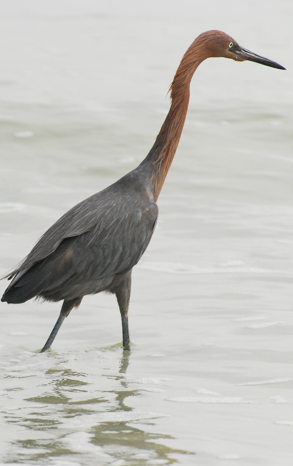 Bosque despierto: Garceta rojiza