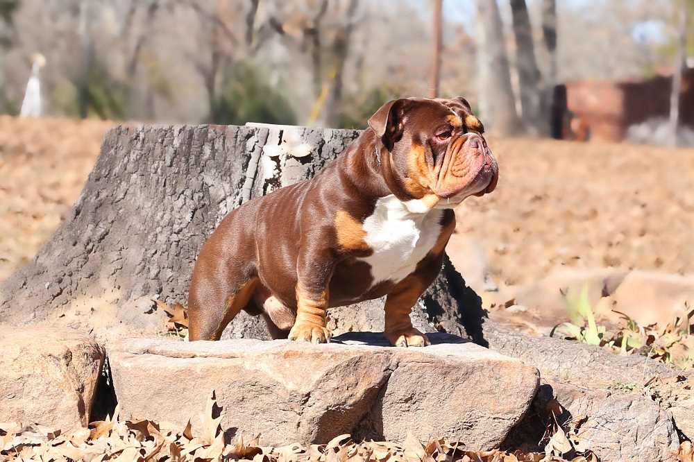 Miniature English Bulldog For Sale Mn - Miniature english bulldog ...